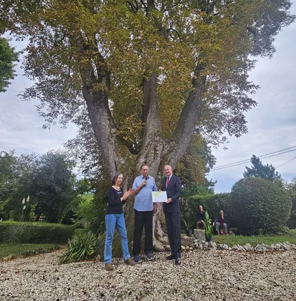 CHABLIS. À Chablis, ce marronnier a reçu le label Arbre remarquable de ...