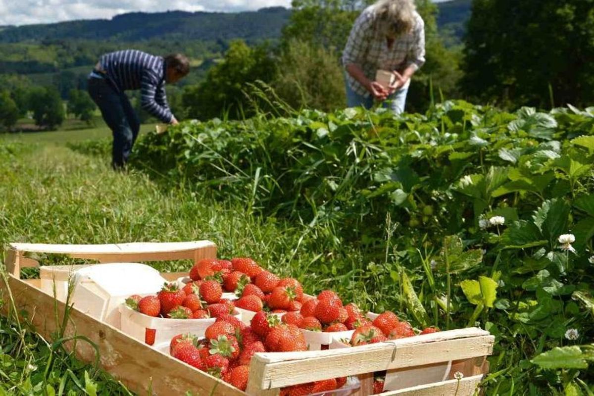 Depuis 2013, à Puy-Guillaume, Matthieu Peltier propose la cueillette à ...
