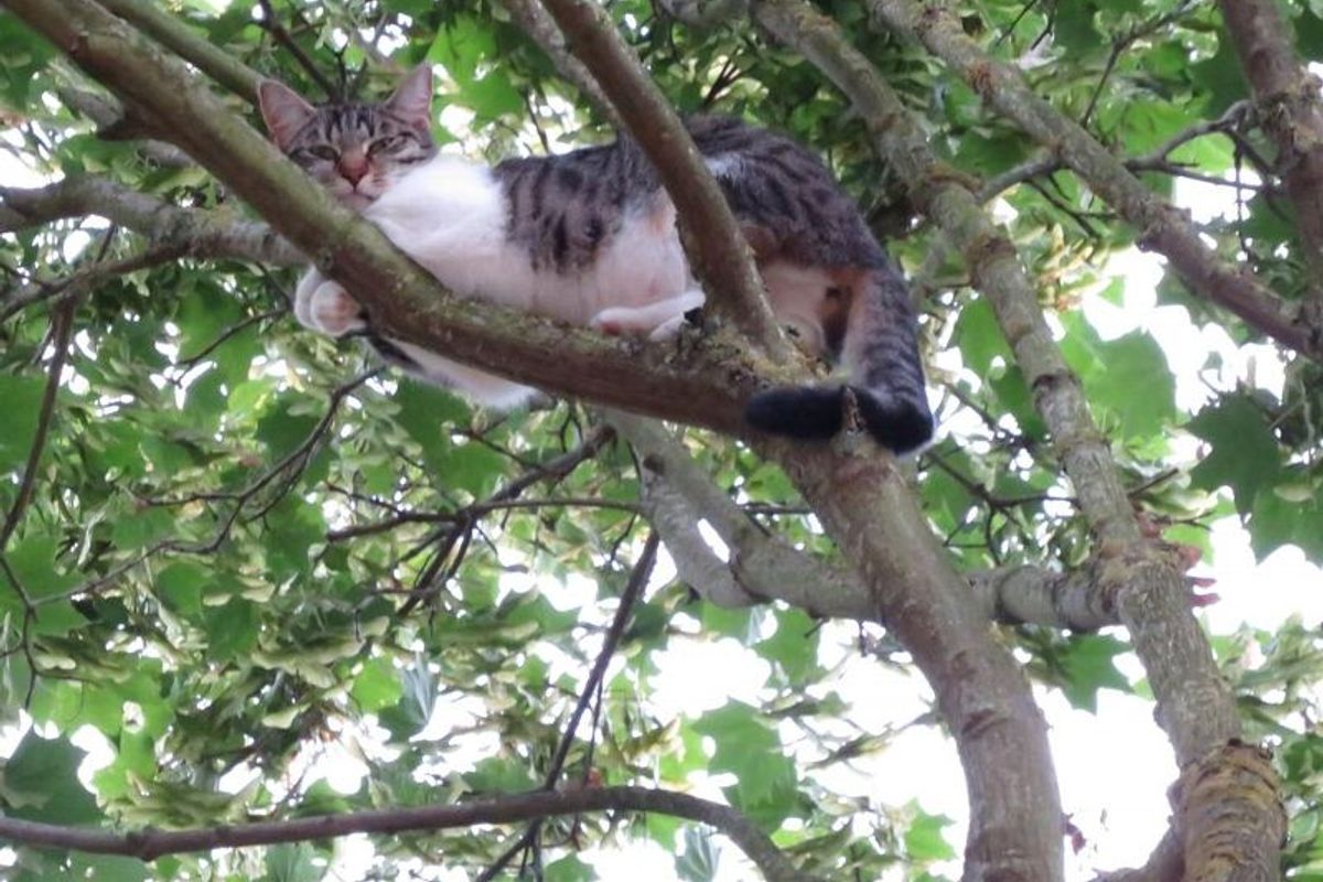 Un jeune chat coincé quatre jours dans un arbre à huit mètres de ...
