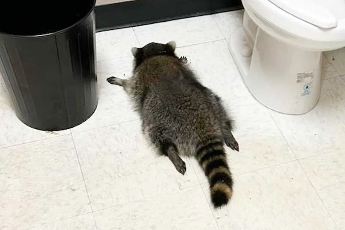 Un raton laveur dévalise un magasin d'alcool et finit ivre-mort : les ...