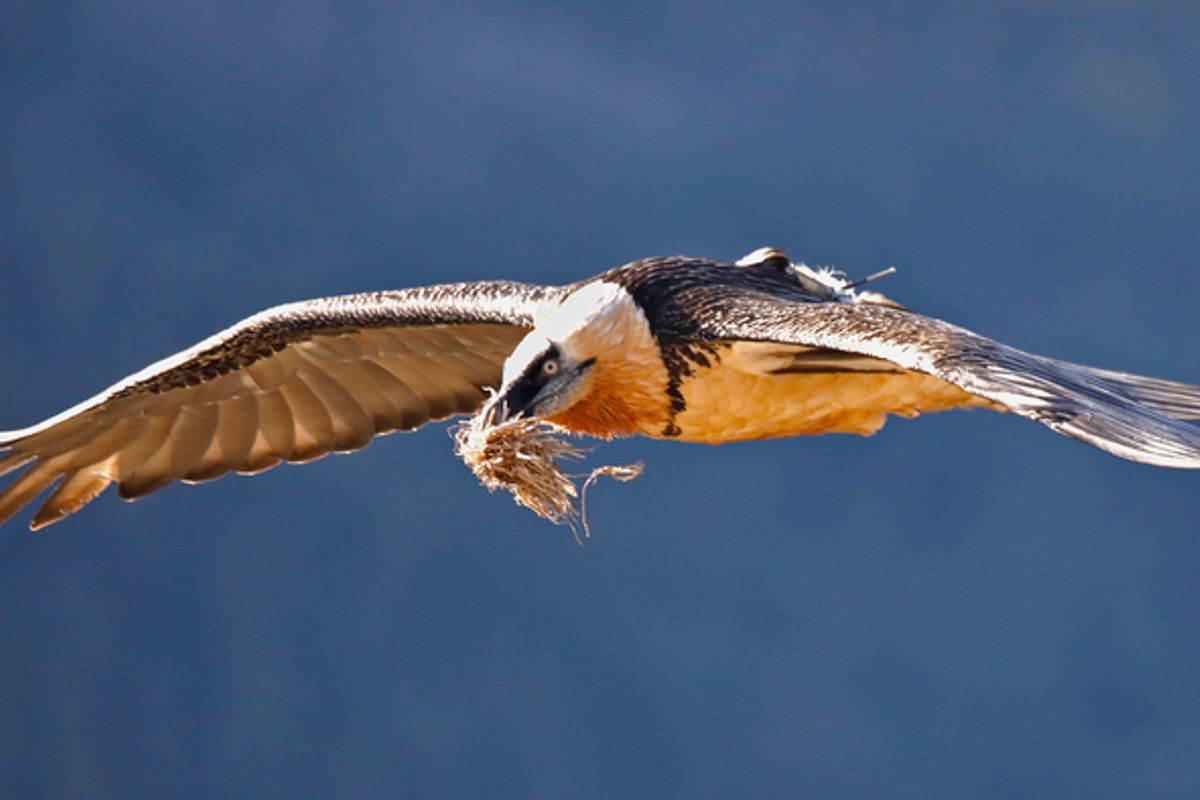 Voici comment un très grand rapace cherche son âme sœur dans le Massif ...