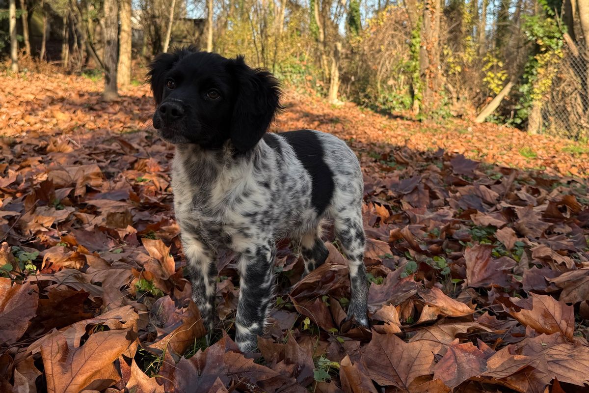 Sitemapcdatahttpsfreydreferenzcomspa Bourges Chien A Adopternull