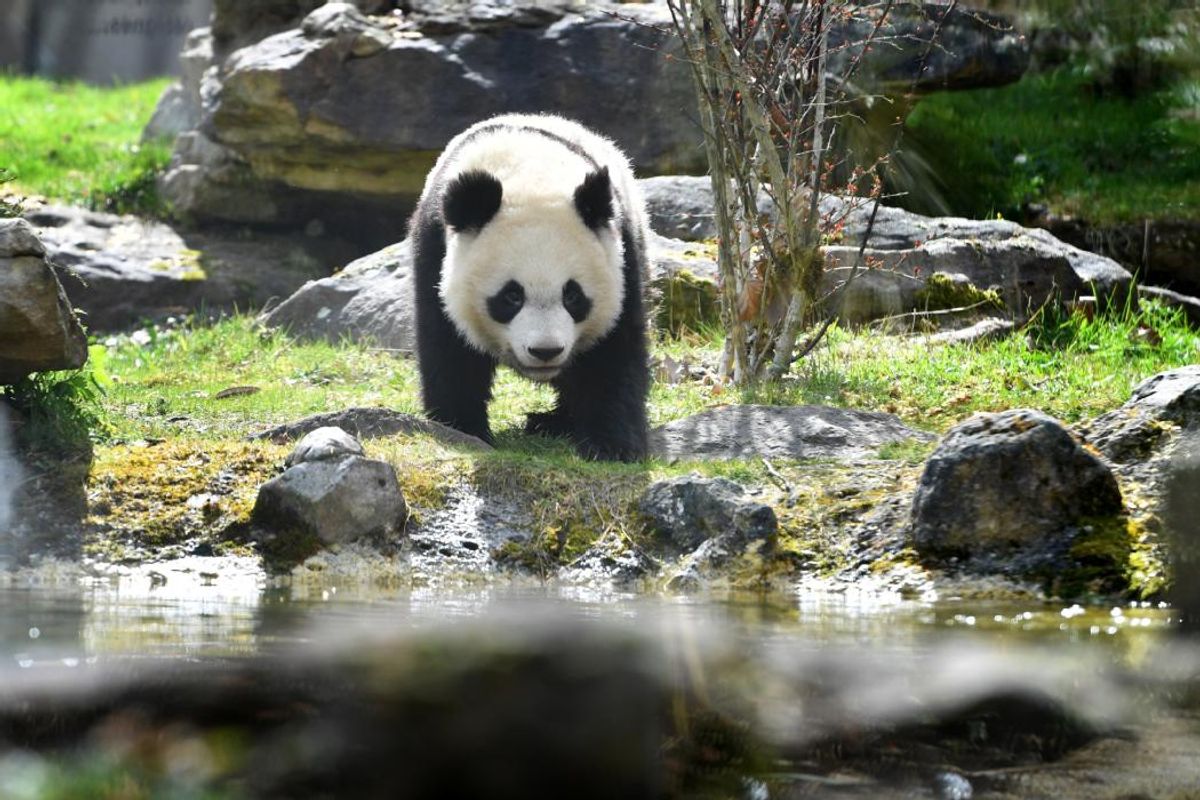 Le départ du panda Yuan Meng reporté - Le Berry Républicain