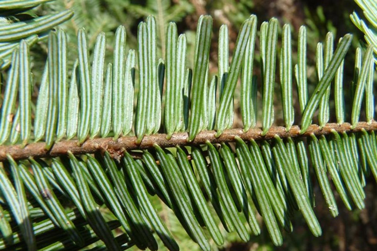 LANGEAC. Les signes distinctifs et les « empreintes digitales » du ...