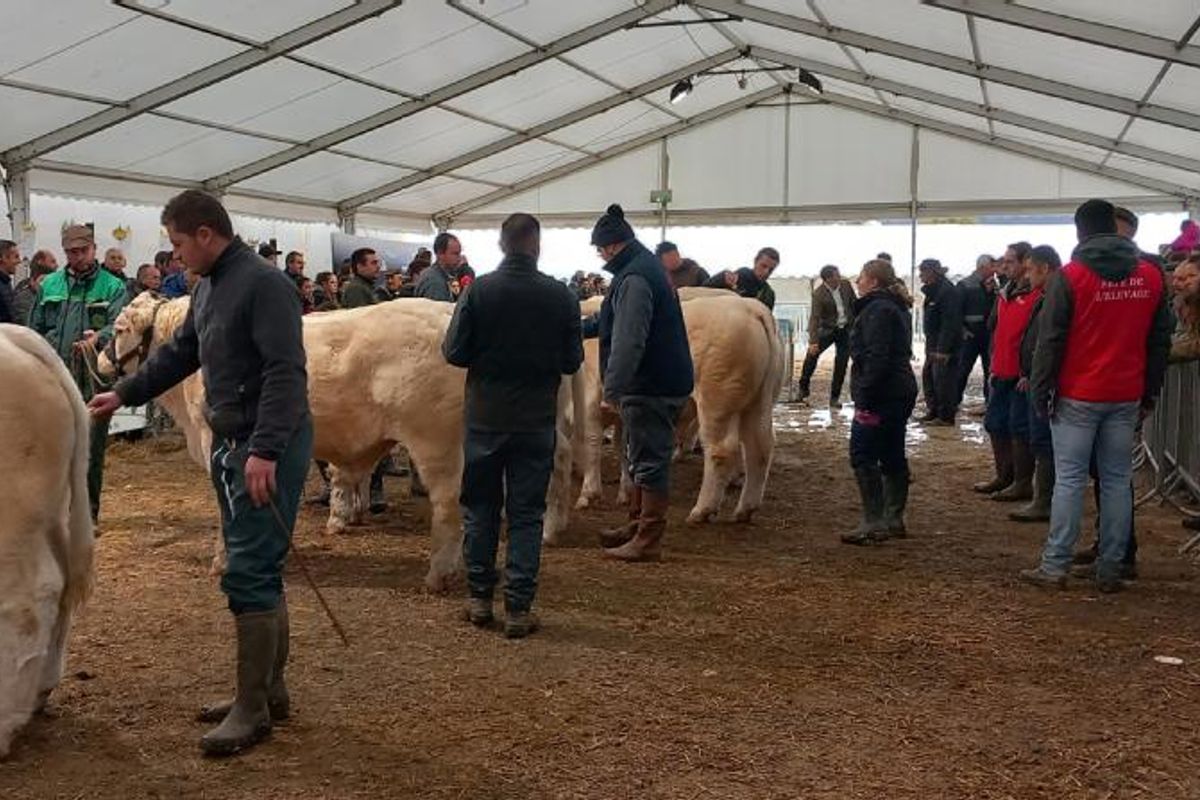 CERCY LA TOUR. Succès pour la Fête de l’élevage - Le Journal du Centre
