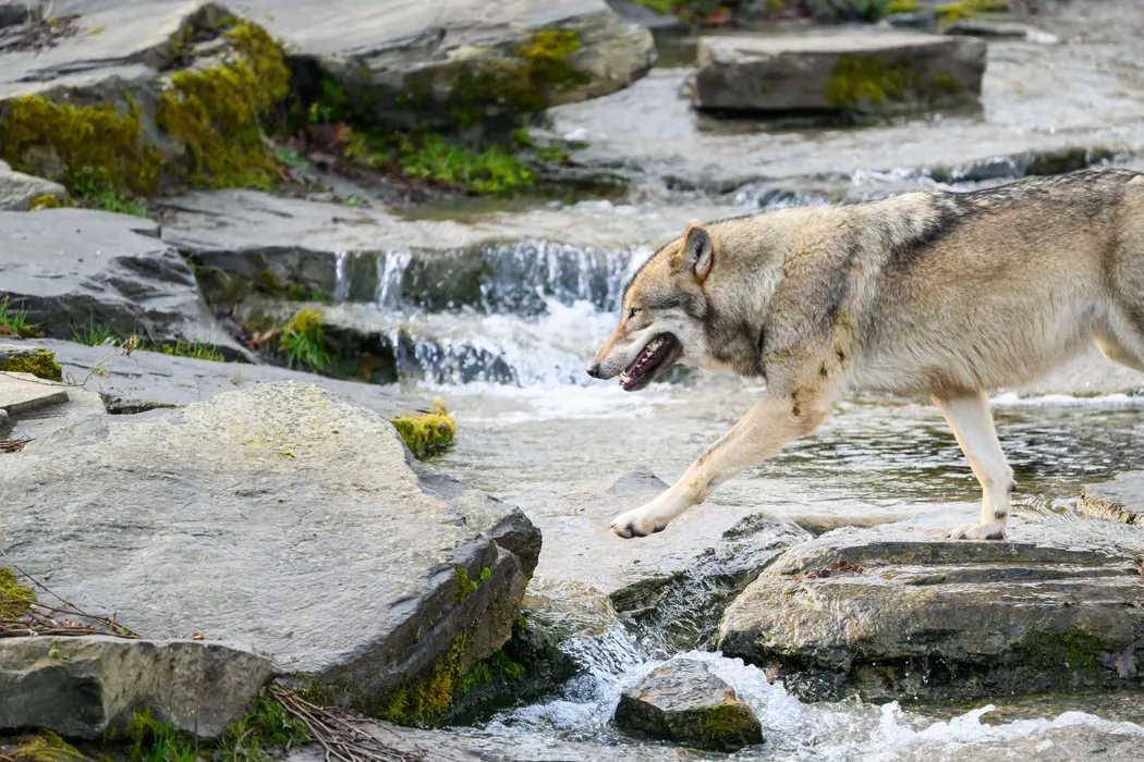 Comment les animaux du parc Le PAL font-ils face à l'hiver ? - La Montagne
