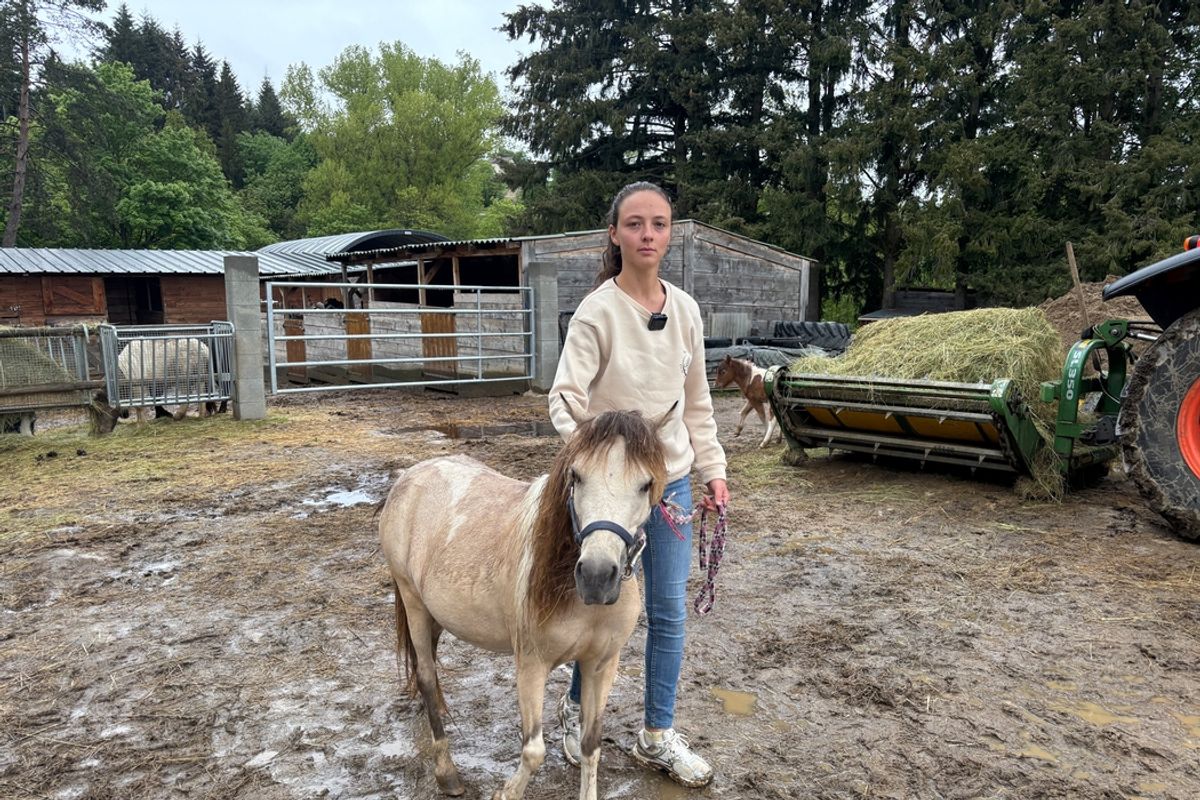 Chevaux miniatures, petites bêtes secourues et espèces insolites : dans ...