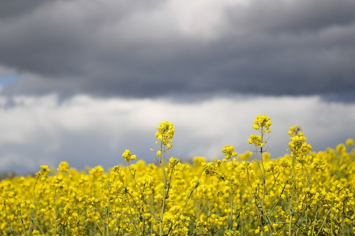 La météo, défaite de l'AJ Auxerre, à Irancy Stephan Podor raccroche ...