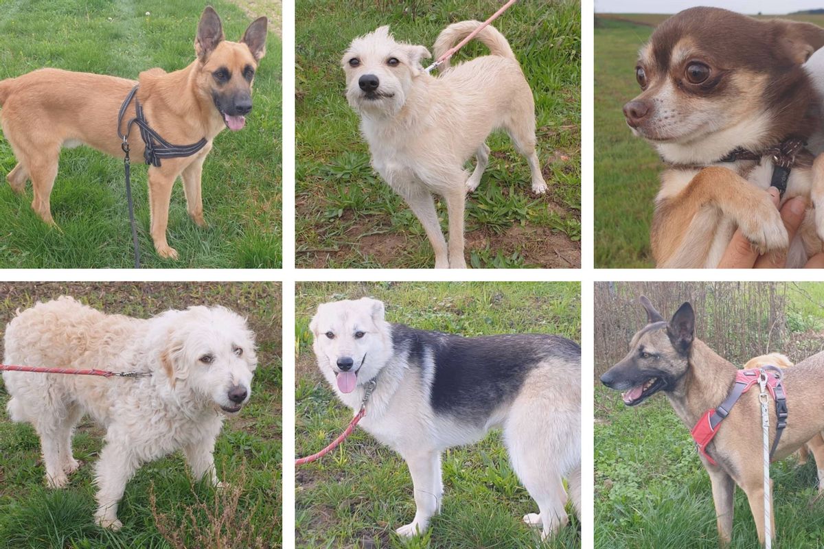 Ces chiens attendent au refuge de Nargis : découvrez les portraits d'Alpine, Mona, Boo, Nemo ...