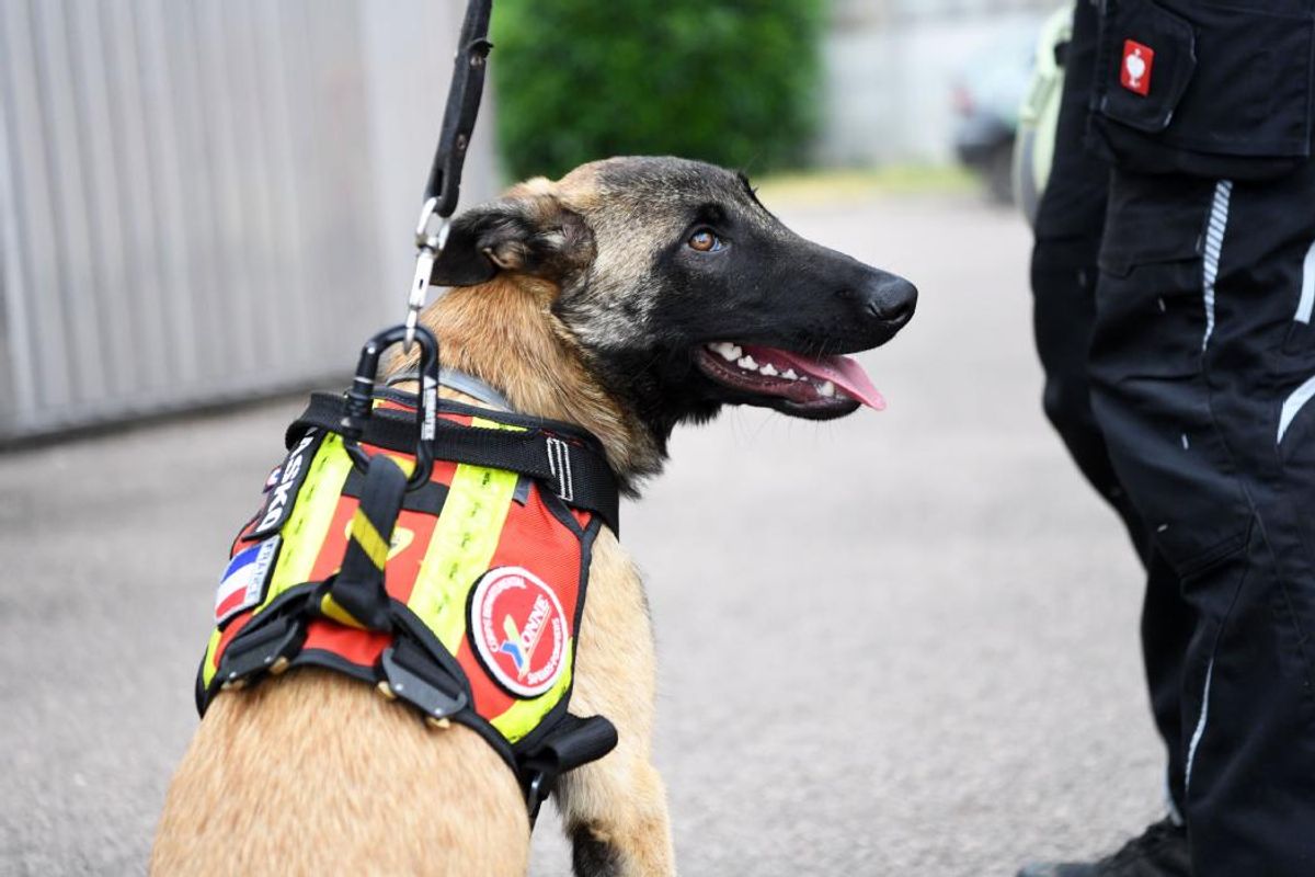 Cookie et Trunks, les chiens formés par les pompiers de l'Yonne ...