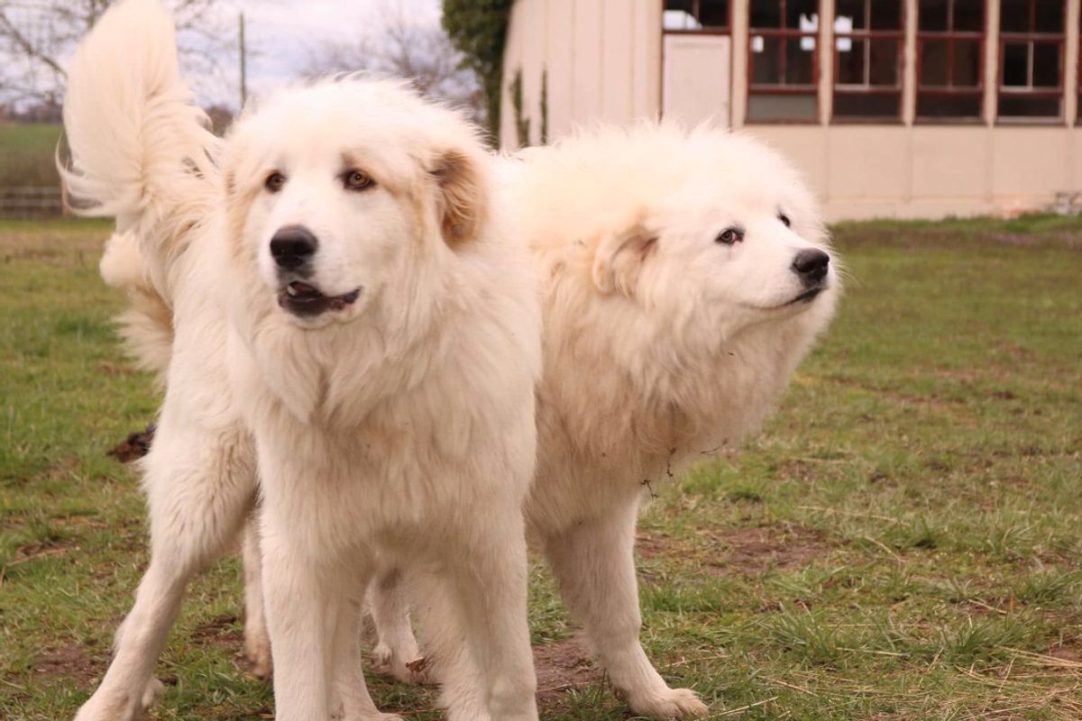 Les deux Patous des Pyrénées du château de la Bouchatte dans l'Allier ...