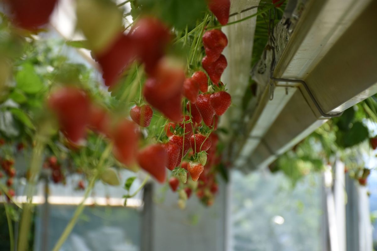 Fraise, framboise, myrtille, groseille ou cassis : les fruits rouges ...