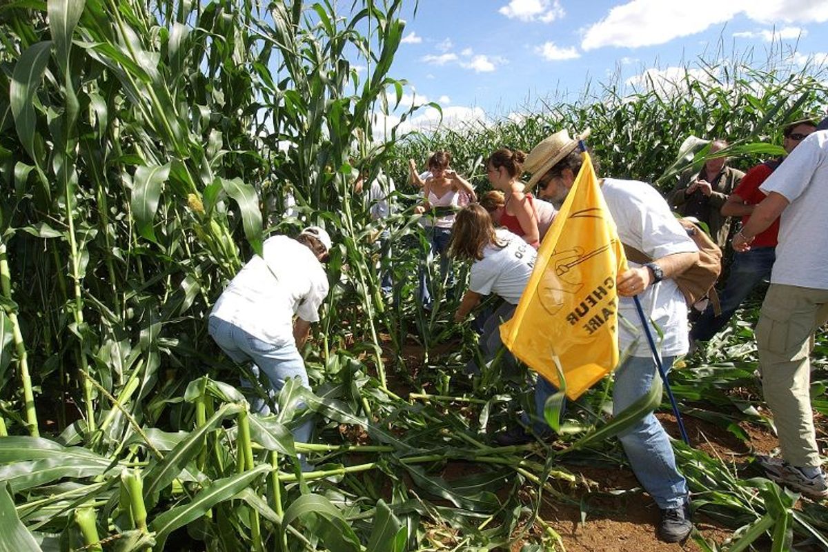 Les anti-OGM confortés par une étude - La République du Centre