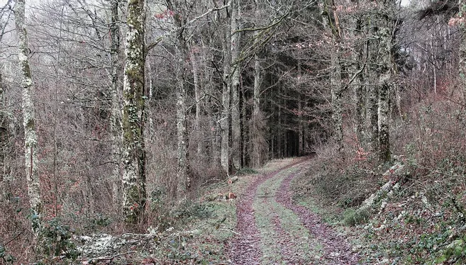 La forêt retient l’attention du conseil - La Montagne