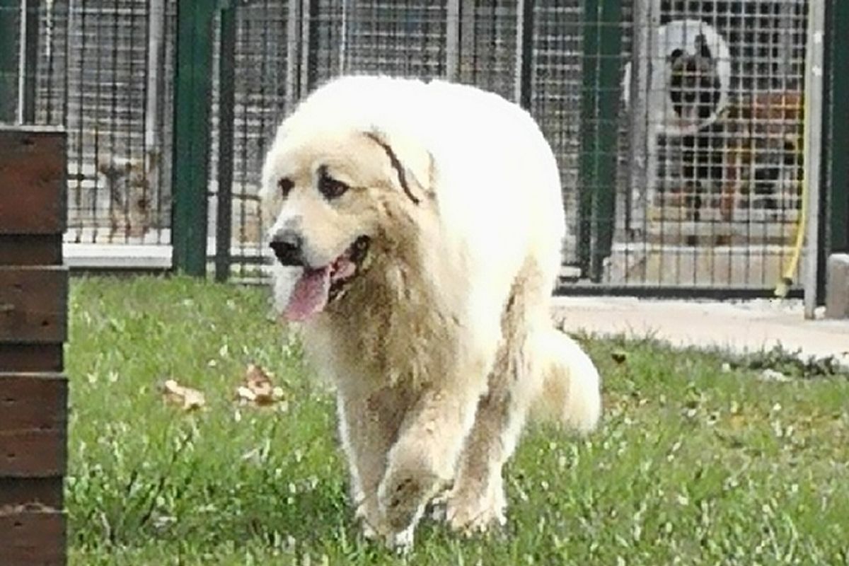 Loubard attend d'être adopté à la SPA du Bourbonnais, à Lusigny (Allier ...