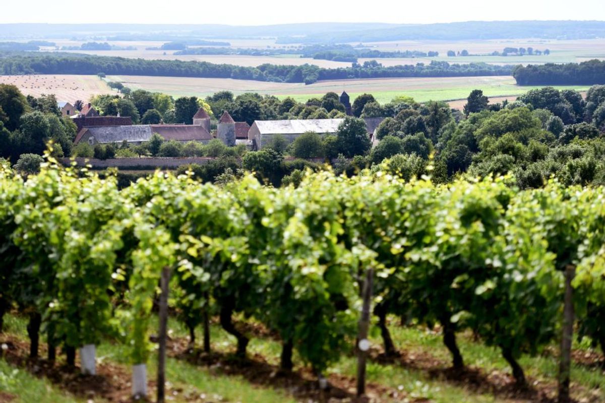 AOP, AOC, AB, IGP... Quels sont les vignobles labellisés dans le Cher ...