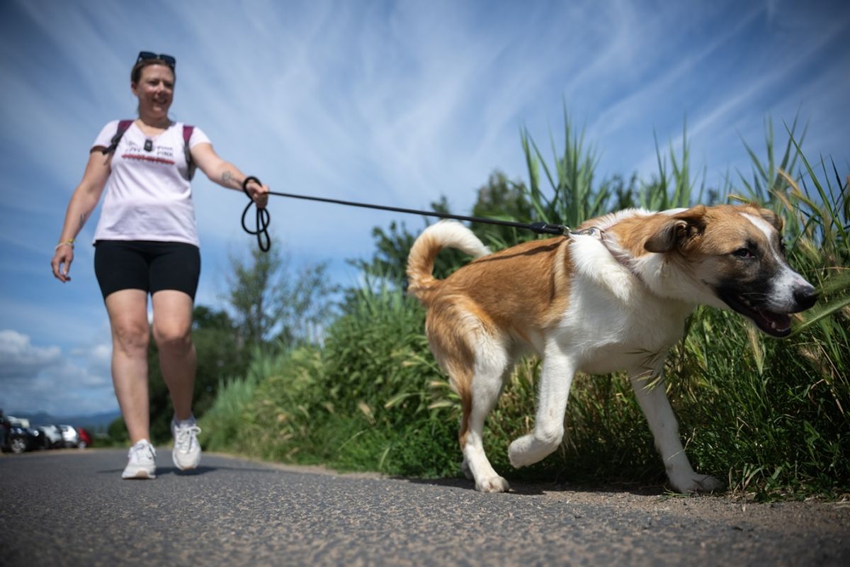 Promeneurs bénévoles à l'association protectrice des animaux du Puy-de ...