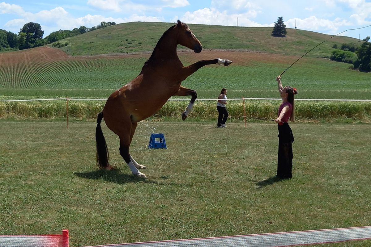 Journée agricole organisée par les lycéens au lycée agro ...