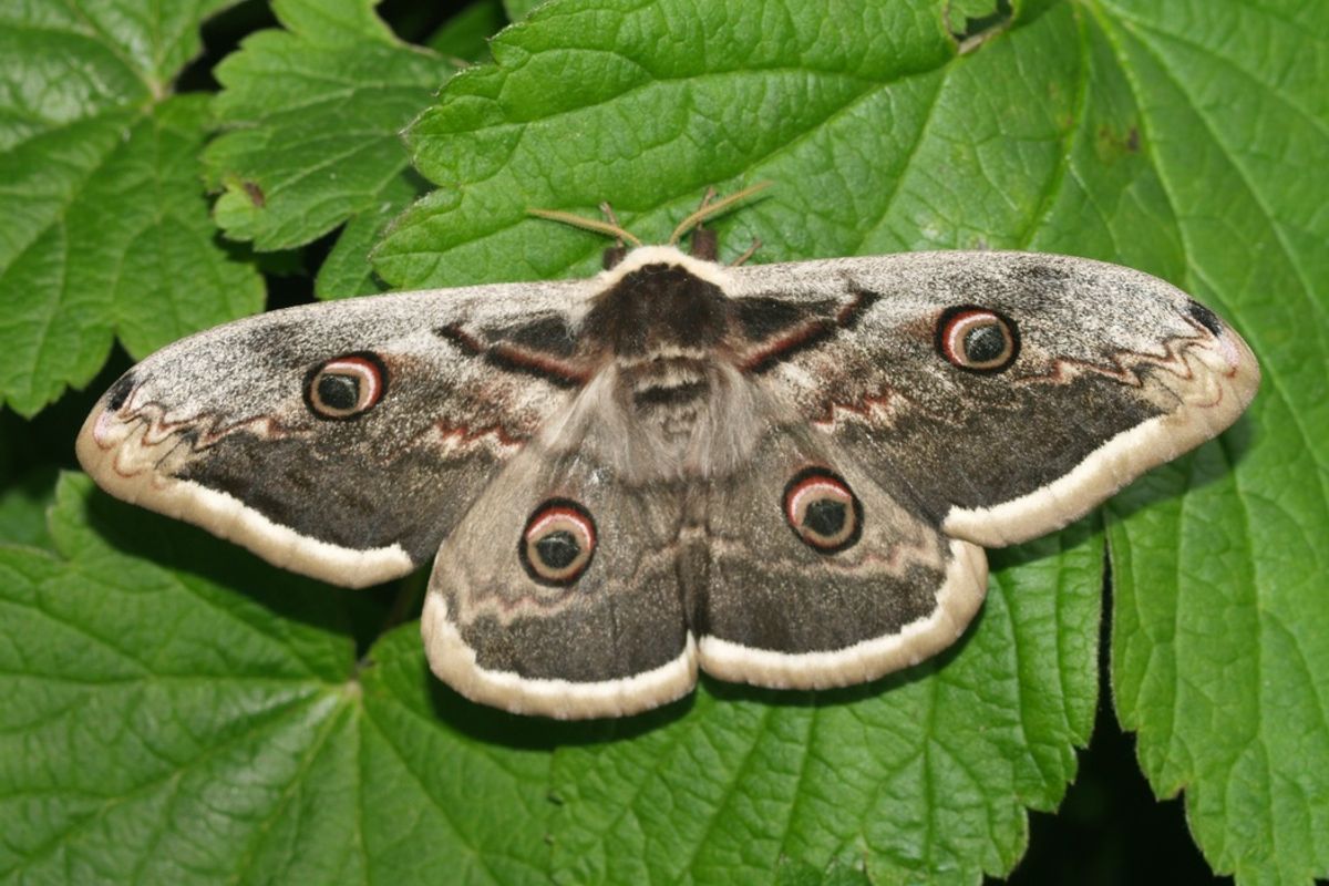 Quel est cet immense papillon que l'on croise en Auvergne en ce moment ...