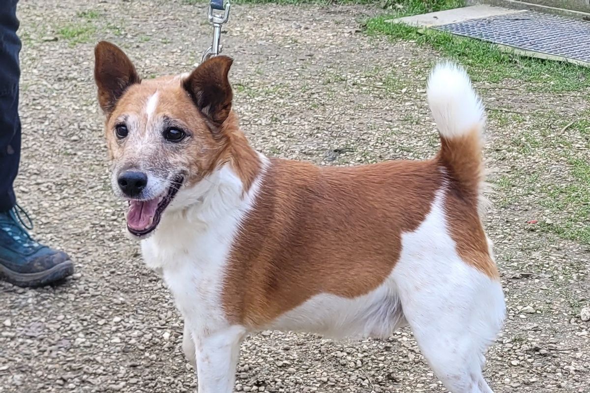 Naya et Marcel, deux chiens à adopter à la SBPA de Marmagne - Le Berry ...