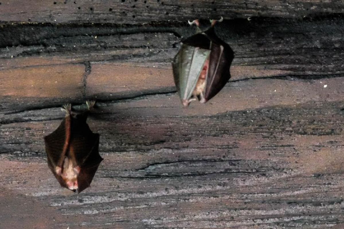 « Les chauves-souris sont les sentinelles de la nuit » - L’Écho Républicain