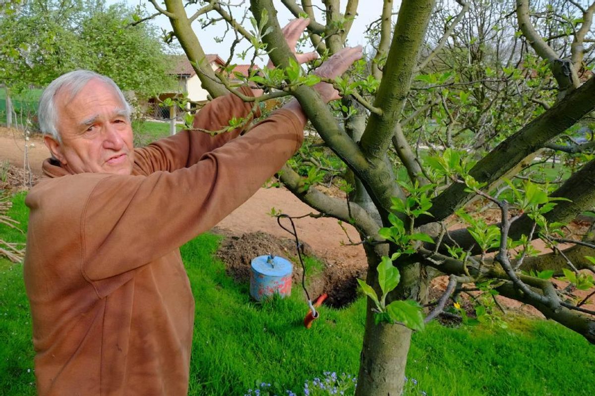 Quelques conseils pratiques d’un arboriculteur - La Montagne