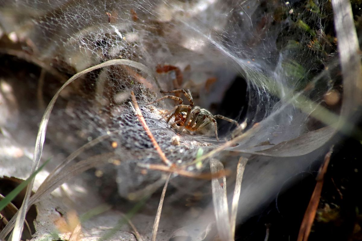 Une balade pour découvrir les araignées à Herry - Le Berry Républicain