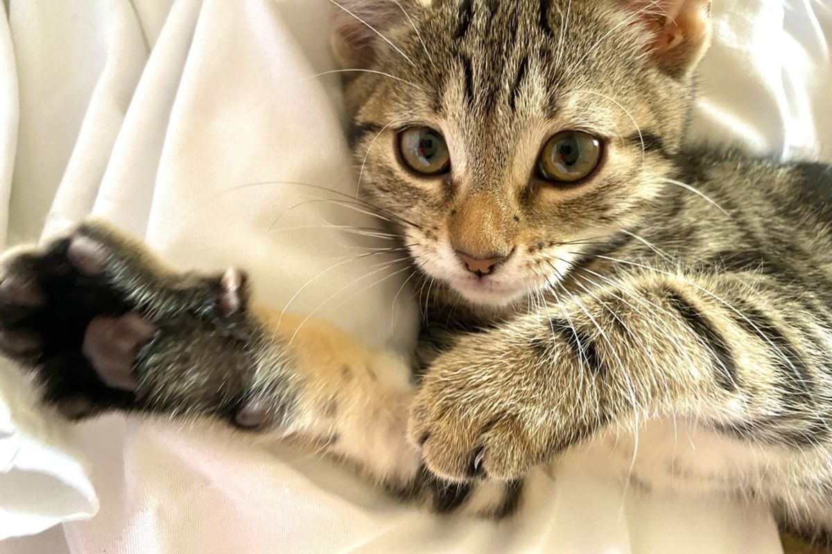 La LDDA lance un appel aux dons, aux familles d’accueil et à l’adoption ...