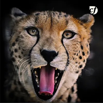 Benjamin Netanyahu demande une grâce présidentielle dans son procès ...