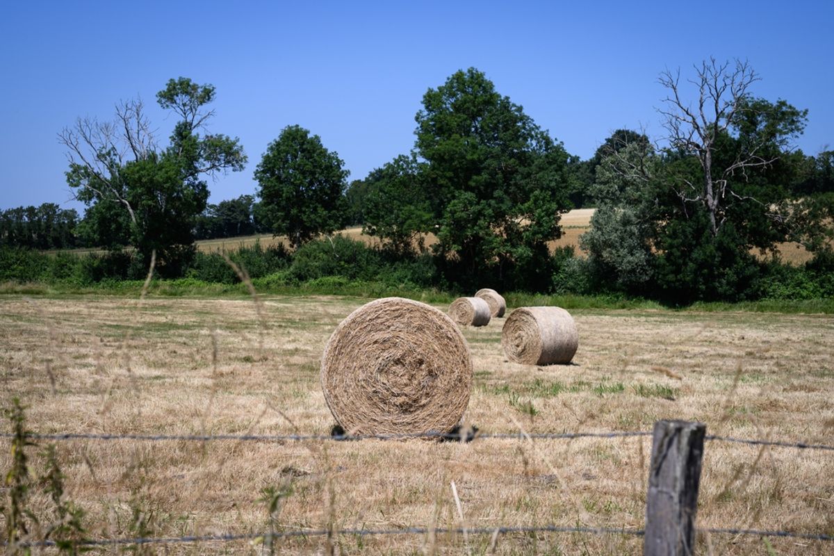 Le fourrage d’été a de l’avance après une fauche de printemps plutôt ...
