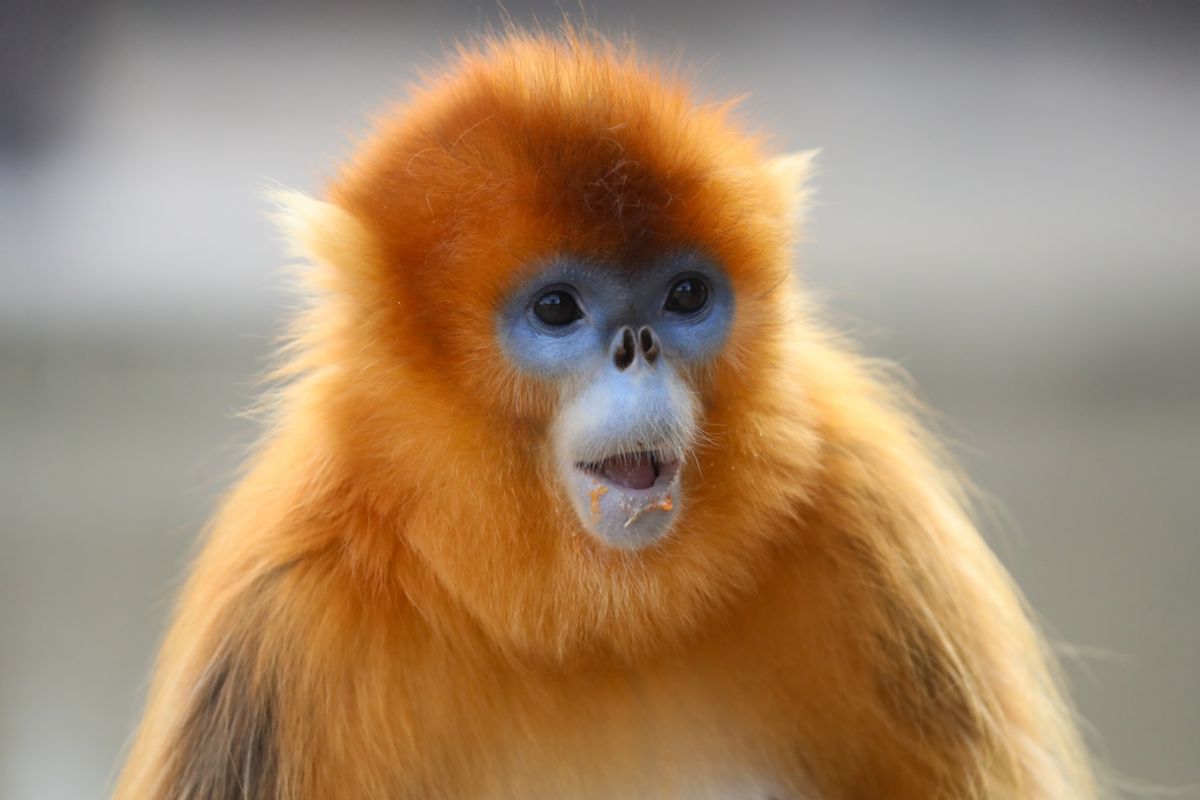 Les singes dorés sont arrivés au zoo de Beauval, les premiers hors Asie ...