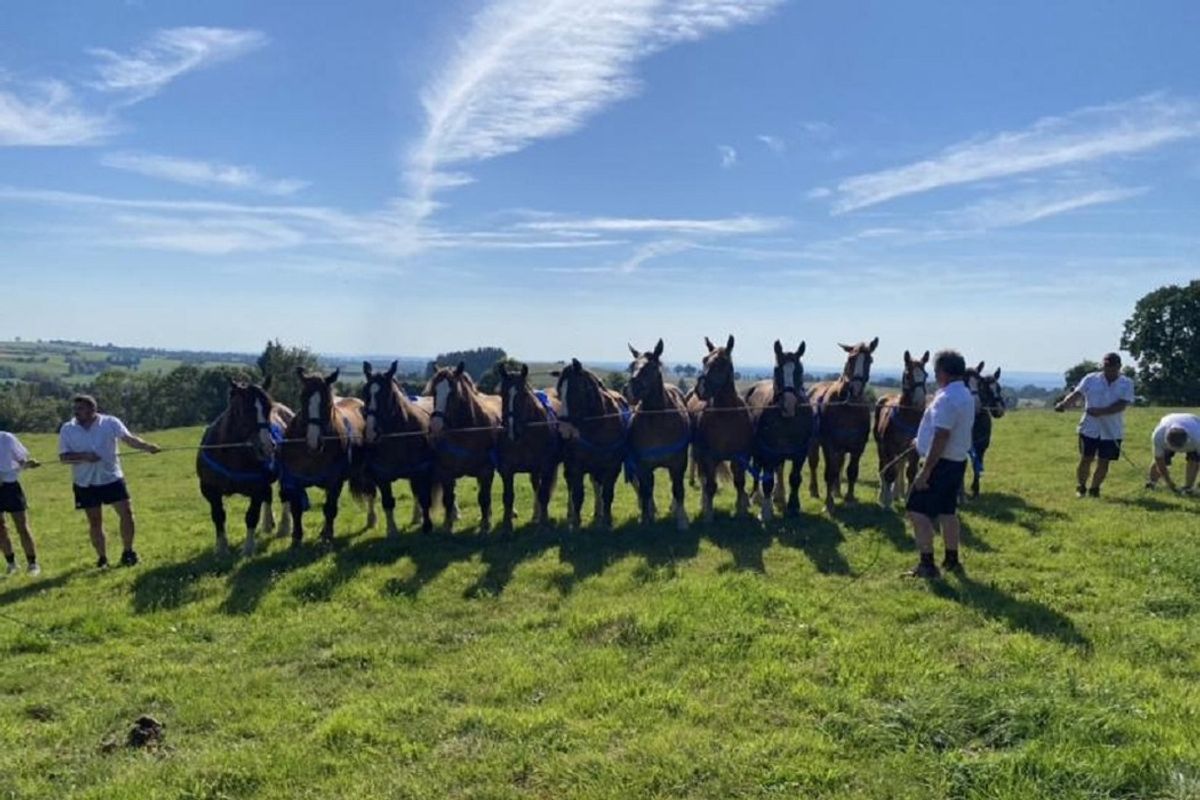 TRIZAC. Investis dans les concours de chevaux - La Montagne