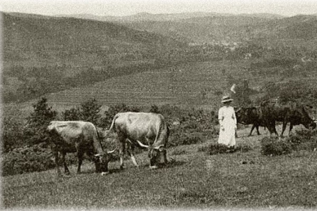 Connaissez-vous la "vaine pâture", cette pratique agricole disparue de ...
