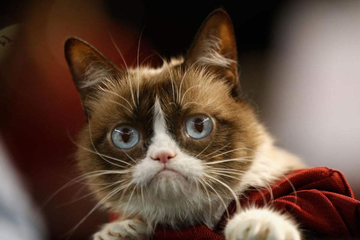 Grumpy Cat, le chat devenu star du web, est mort - La Montagne