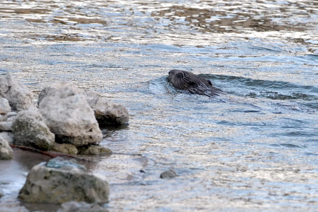 Un nouvel habitant observé au bord de l'eau : le castor fait-il son ...