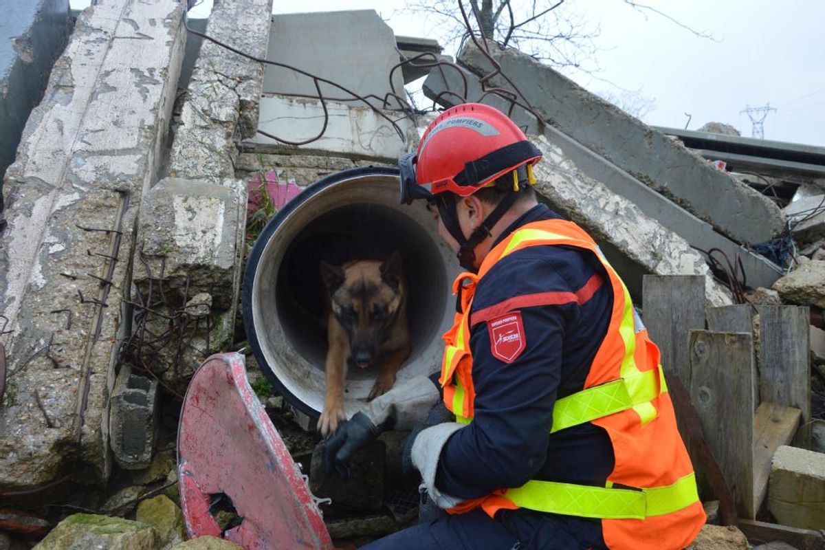 Guccy, un des chiens de l'unité cynotechnique des pompiers d'Eure-et-Loir, est mort - L’Écho ...