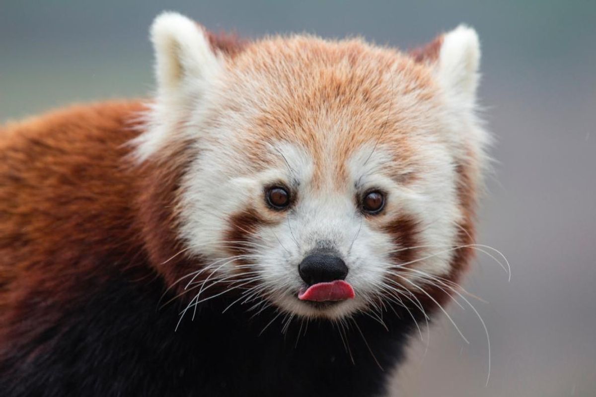 Tombola des pandas roux au Parc animalier d'Ardes-sur-Couze (Puy-de ...