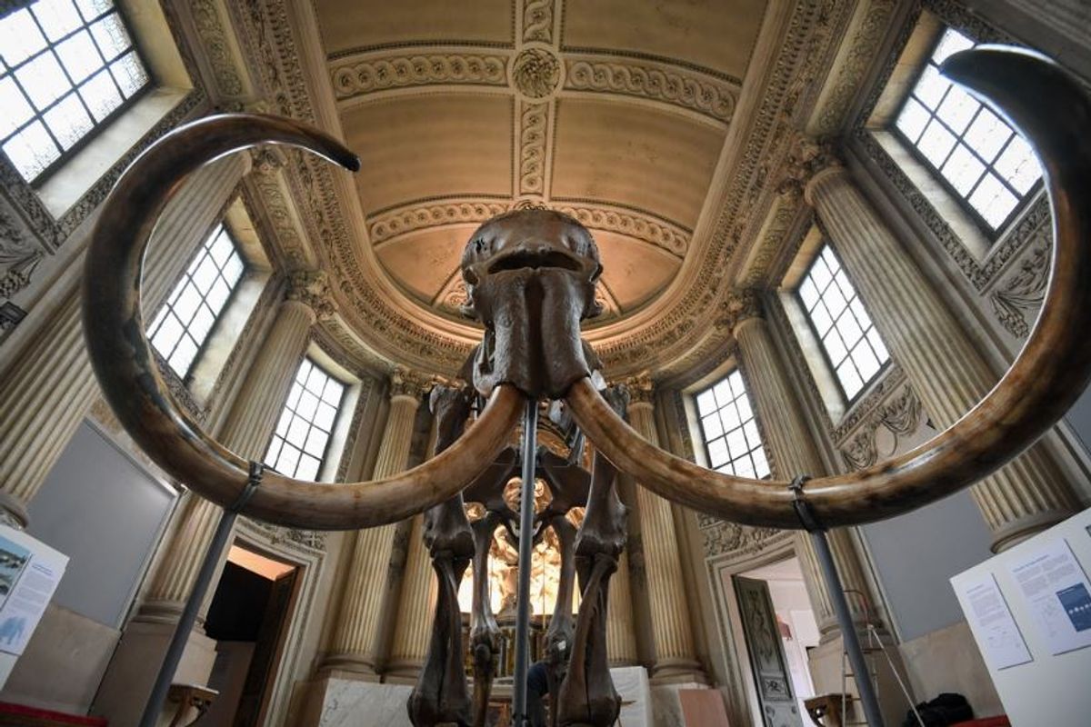 La ville de Saint-Prest fête aussi son mammouth - L’Écho Républicain