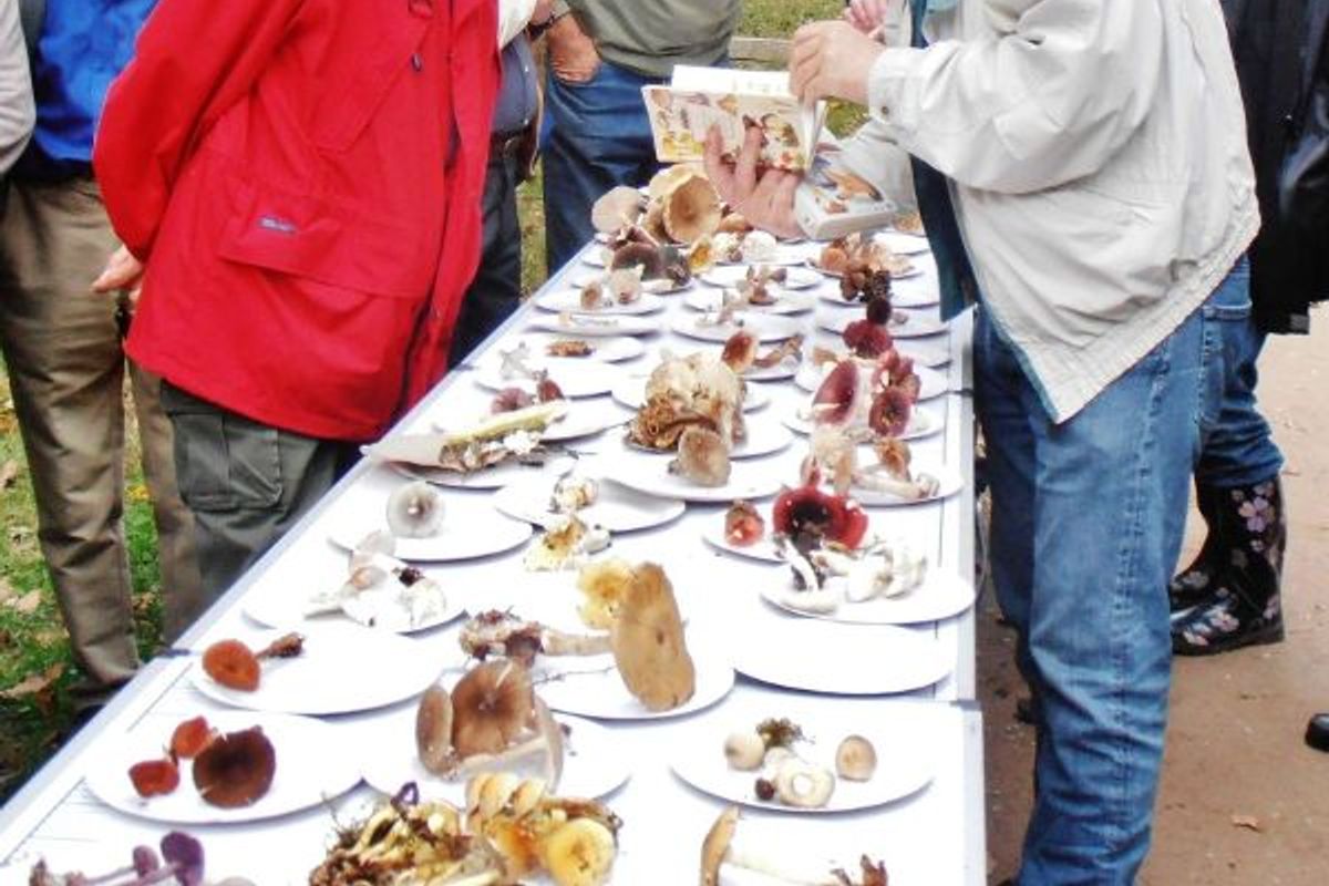 Satisfaction au Cercle mycologique Hubert-Bourdot - La Montagne