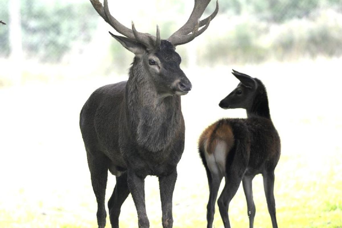 Mode d'emploi pour écouter le brame du cerf sans danger ni pour lui, ni ...