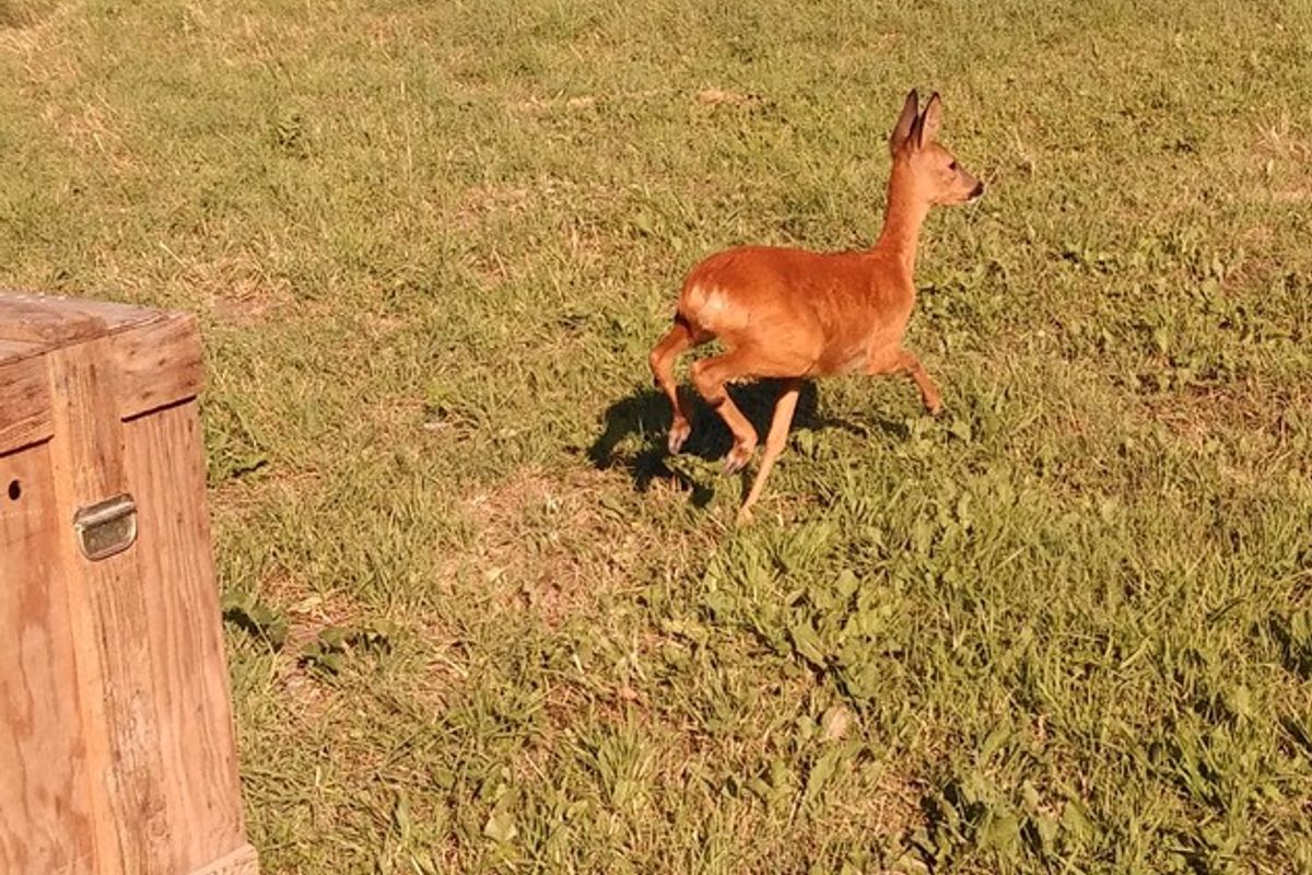 La chevrette prisonnière dans un parc a pris le large - Le Journal du ...
