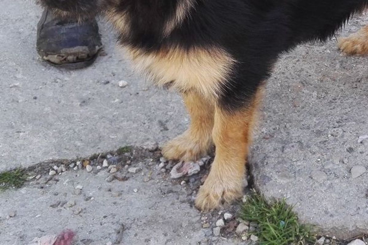 À adopter à la SBPA - Le Berry Républicain