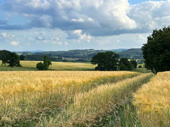 Foins terminés ou presque, orge déjà mûr... Le calendrier agricole en ...
