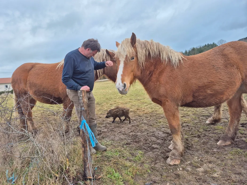 L’étonnante histoire de Babe, un marcassin orphelin adopté par une ...
