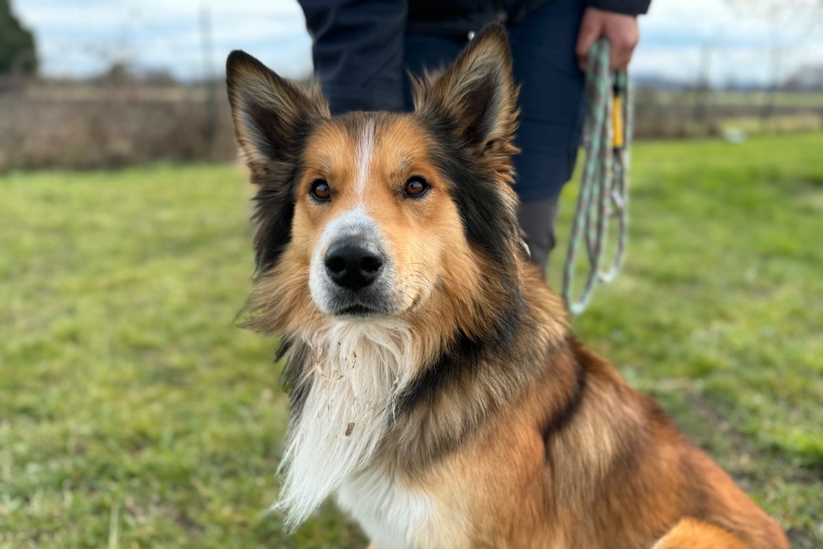 Bob, un border collie plein de vie à adopter à l'APA ! - La Montagne