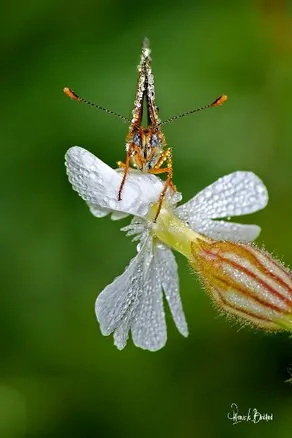 Patrick Bérard présente ses « Belles demoiselles » au studio Sépia - La ...