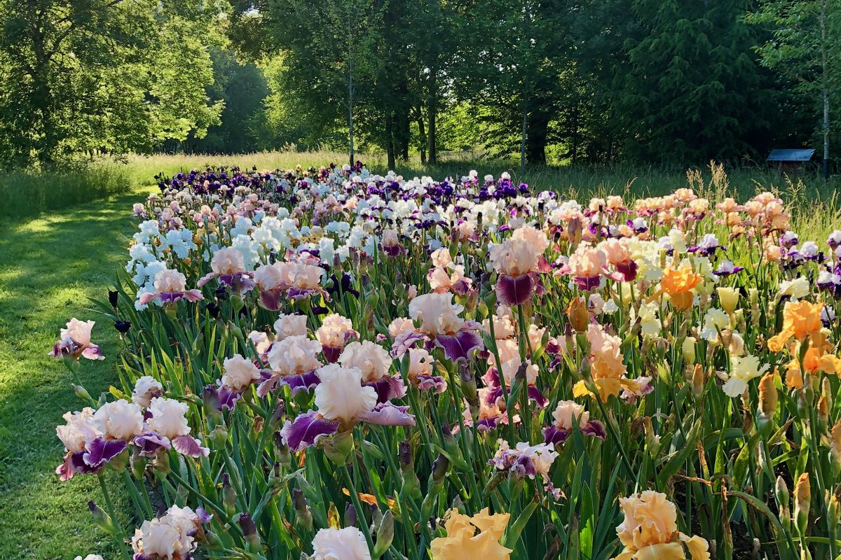 Comment assurer une belle floraison des iris dans vos jardins ? Les ...