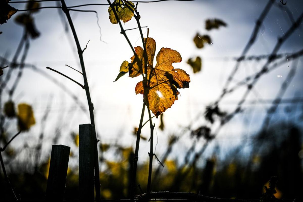 "Tout le monde s'y met" : pourquoi l'interprofession des vins de Bourgogne vise la neutralité ...