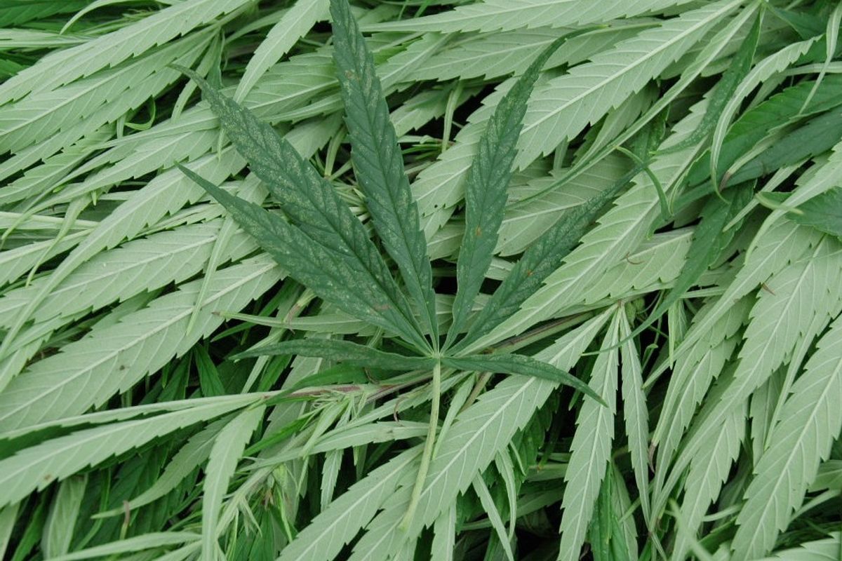 La main sans doute trop verte, il plante du CBD et récolte du cannabis, un élu nivernais le ...