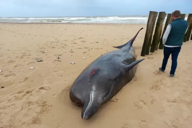 Une baleine de dix mètres et douze tonnes s’échoue sur une plage de l ...